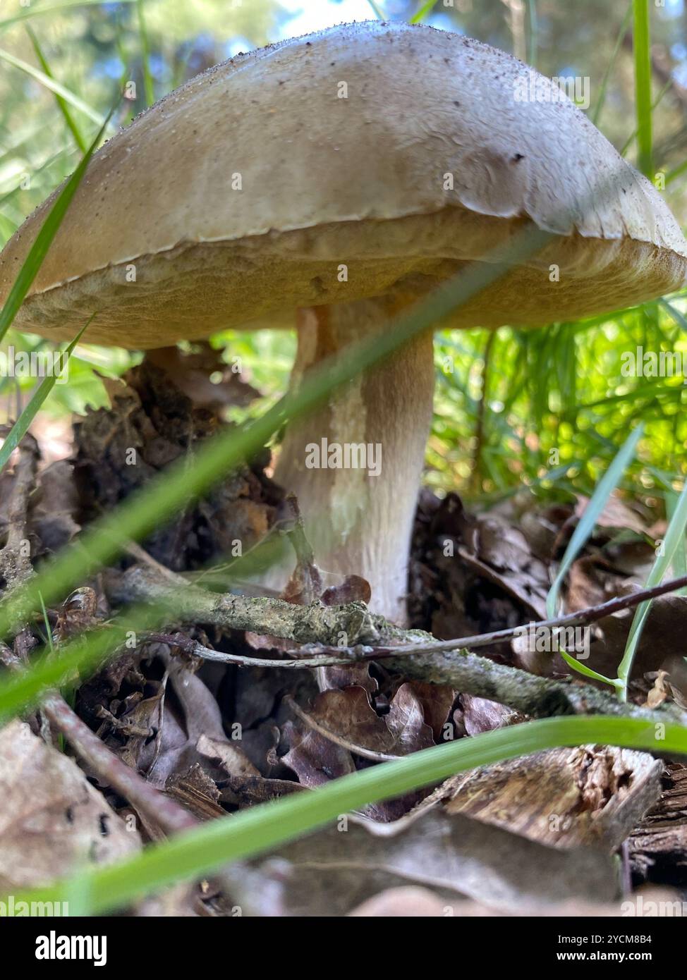 Summer Bolete (Boletus reticulatus) Fungi Stock Photo - Alamy