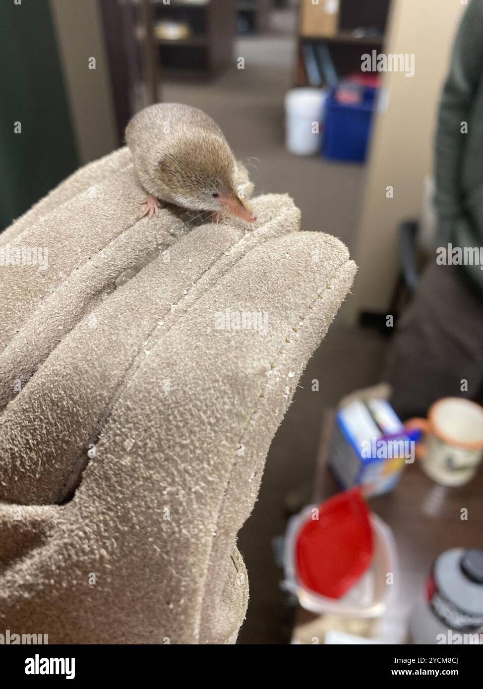 Cinereus shrew hi-res stock photography and images - Alamy