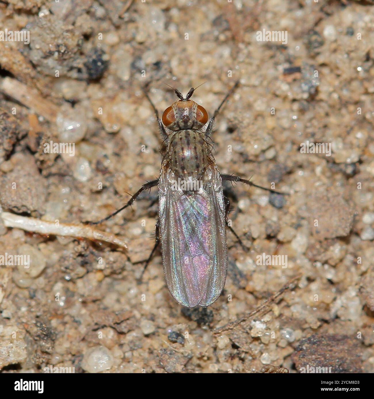 Root-maggot Flies (Anthomyiidae) Insecta Stock Photo - Alamy
