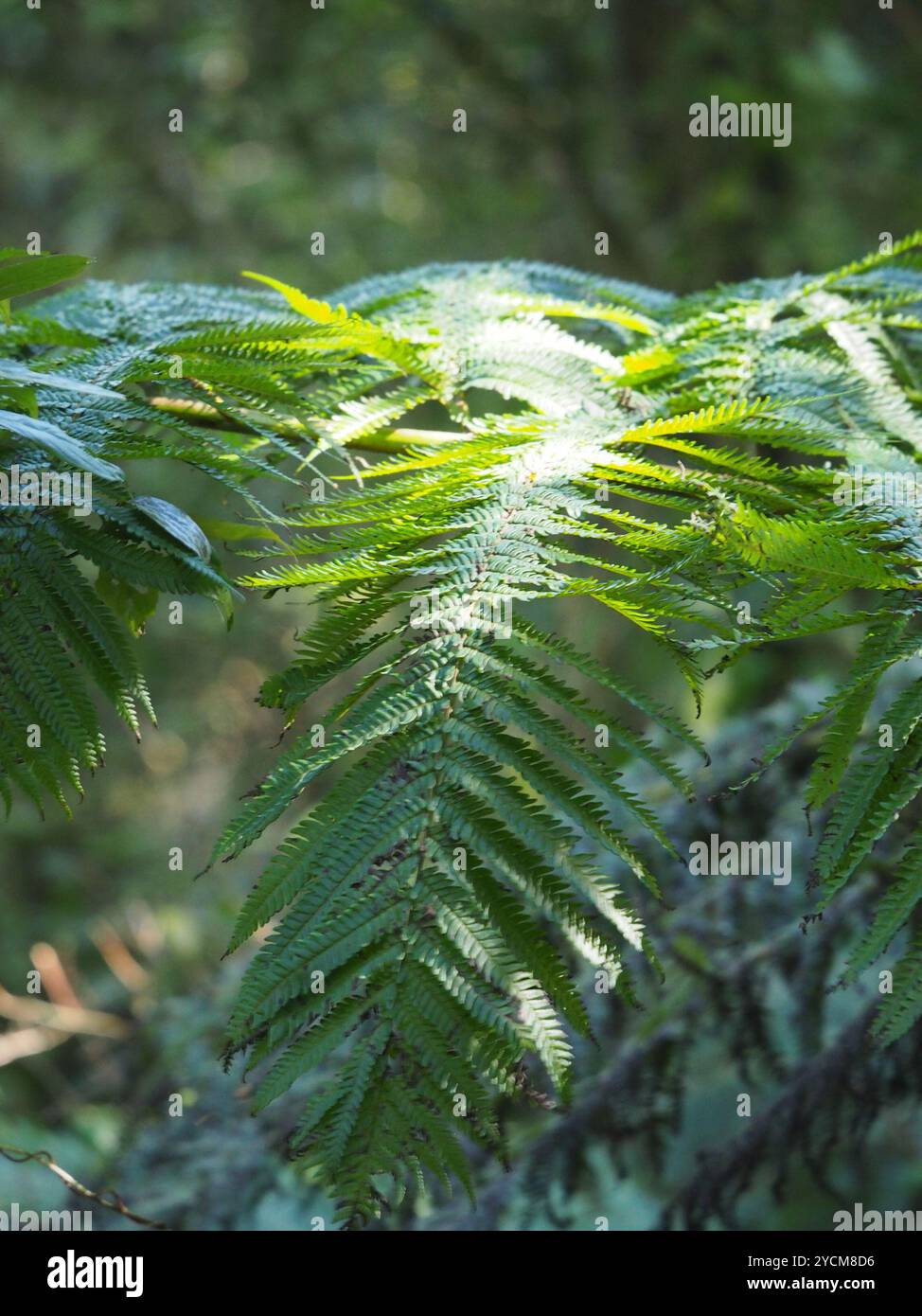Flying Spider Monkey Tree Fern (Sphaeropteris lepifera) Plantae Stock ...