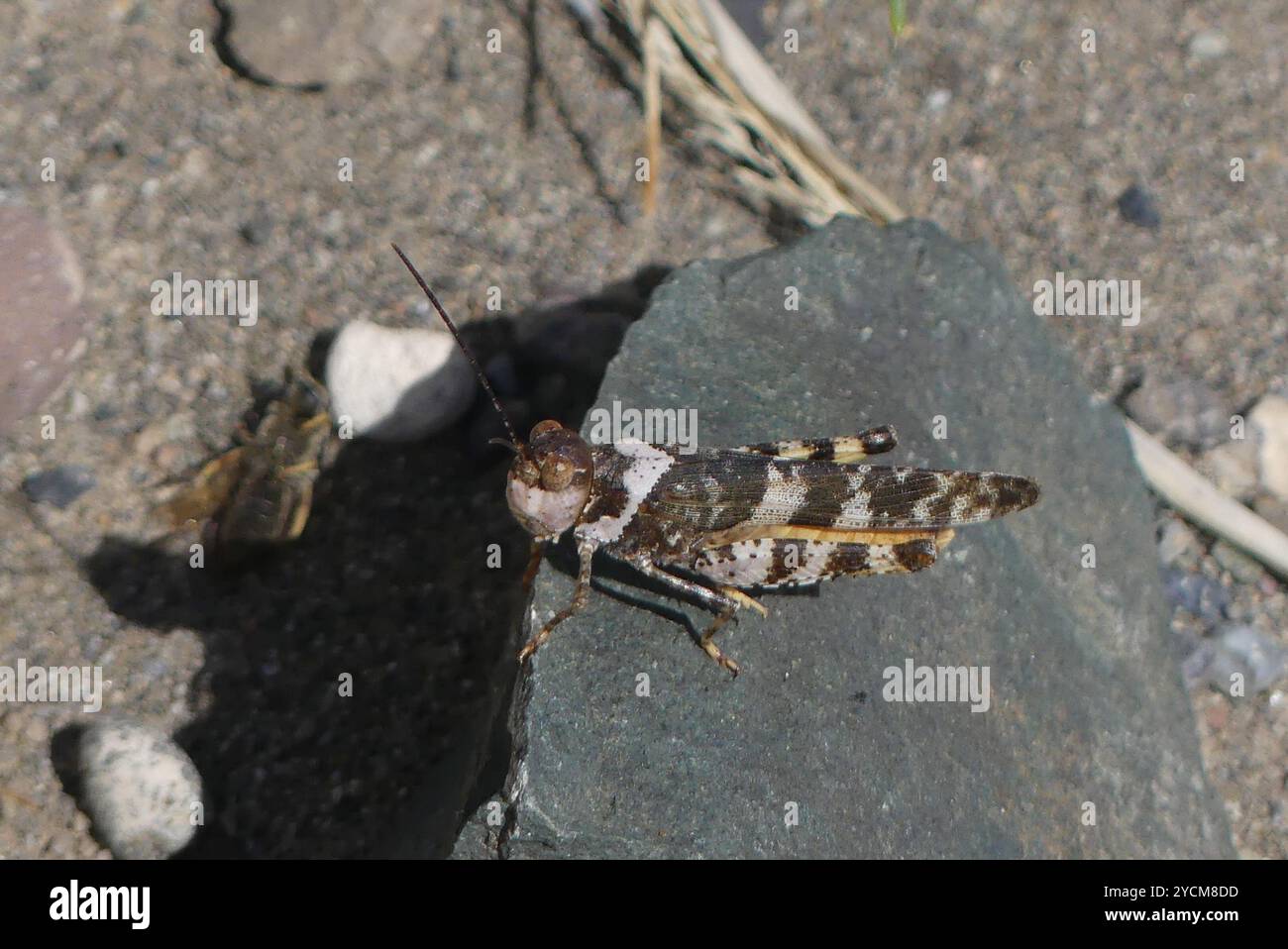 Spharagemon hi-res stock photography and images - Alamy