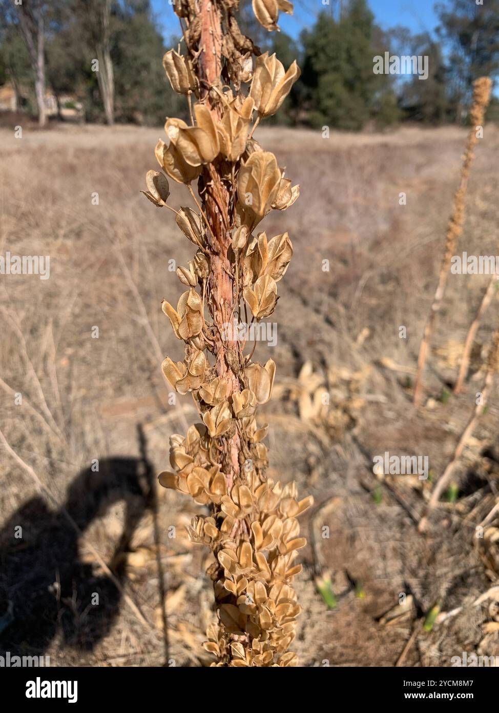 sea squill (Drimia maritima) Plantae Stock Photo - Alamy