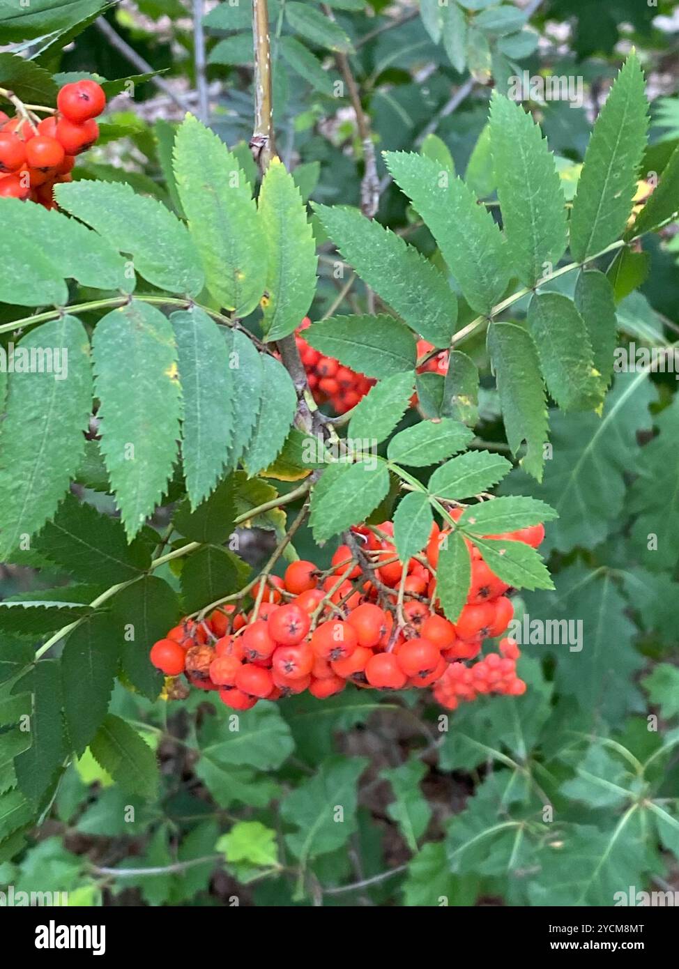 European mountain ash (Sorbus aucuparia) Plantae Stock Photo - Alamy