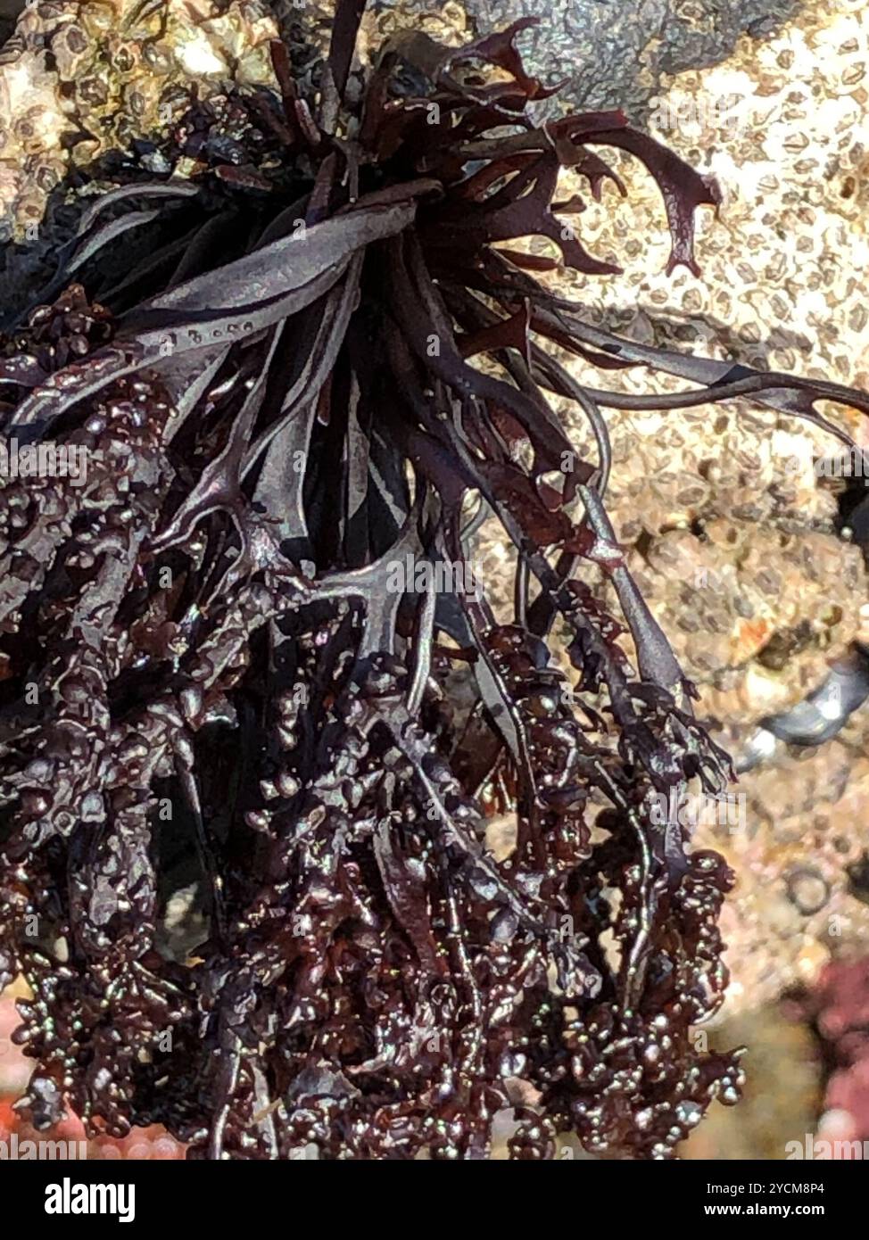 encrusting red algae (Mastocarpus) Plantae Stock Photo - Alamy