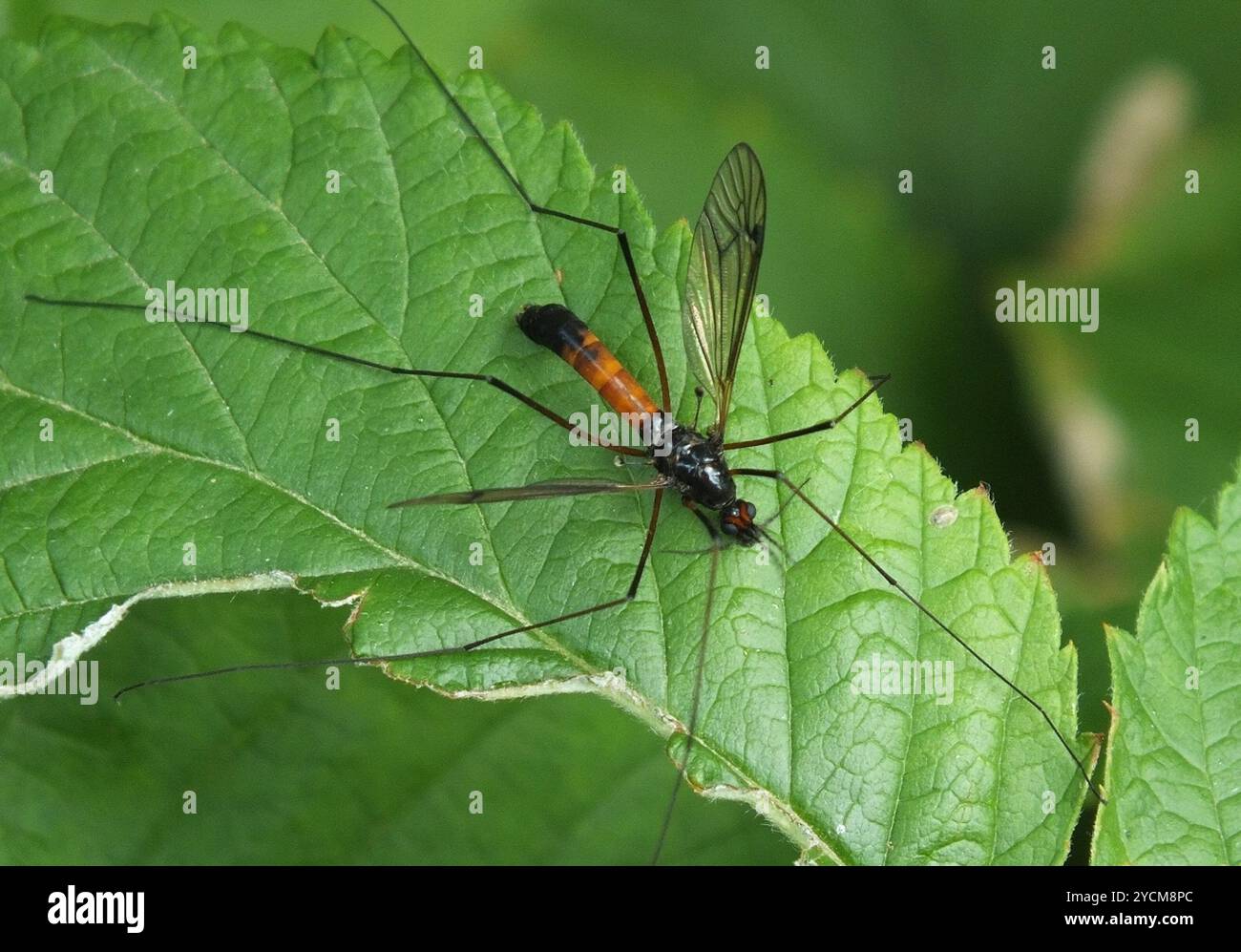 Large Crane Flies (Tipulidae) Insecta Stock Photo - Alamy