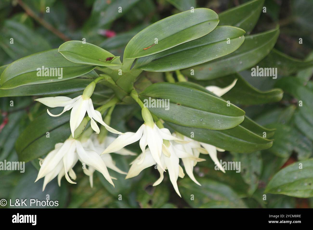 (Maxillaria inaudita) Plantae Stock Photo - Alamy