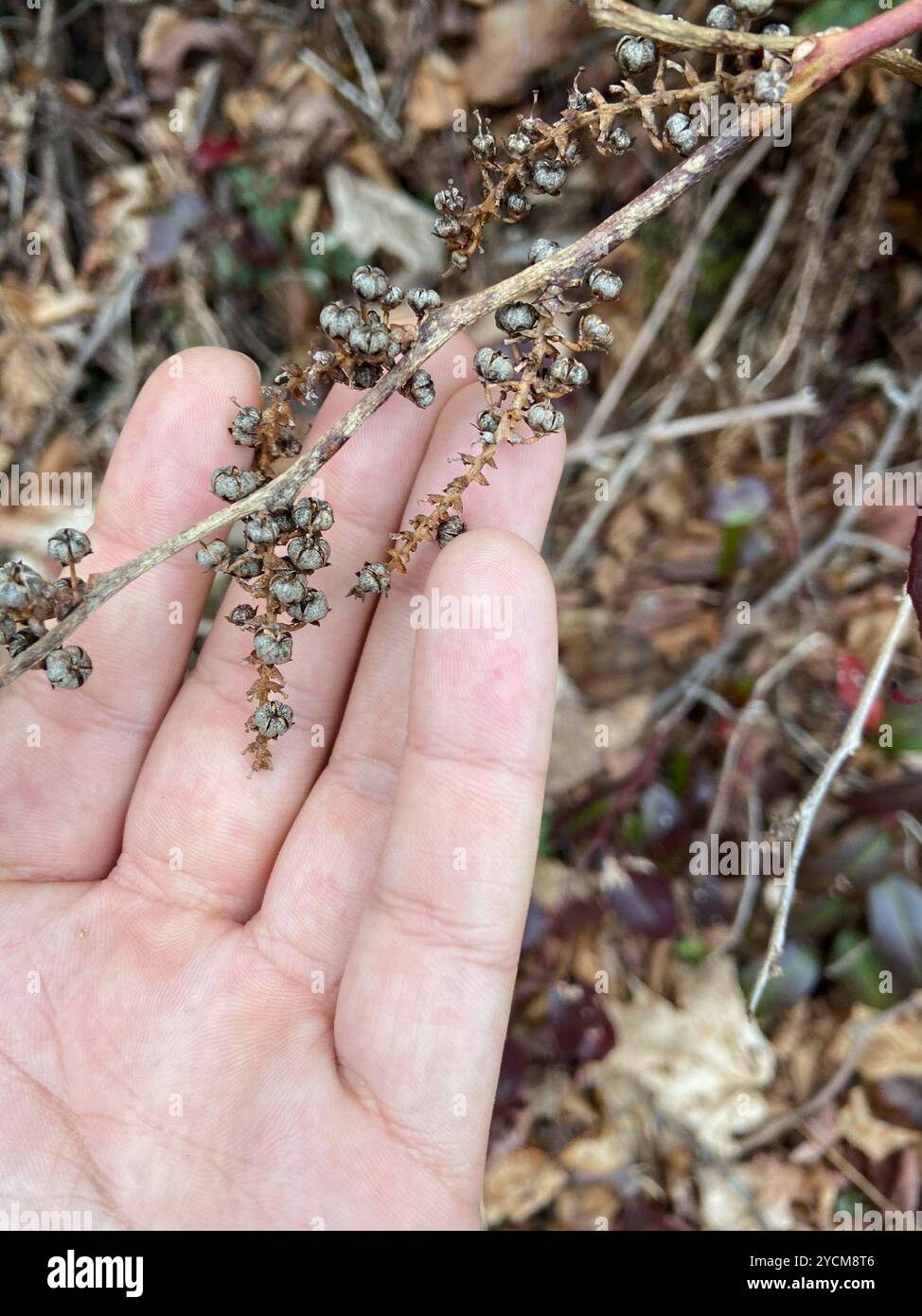 mountain doghobble (Leucothoe fontanesiana) Plantae Stock Photo - Alamy