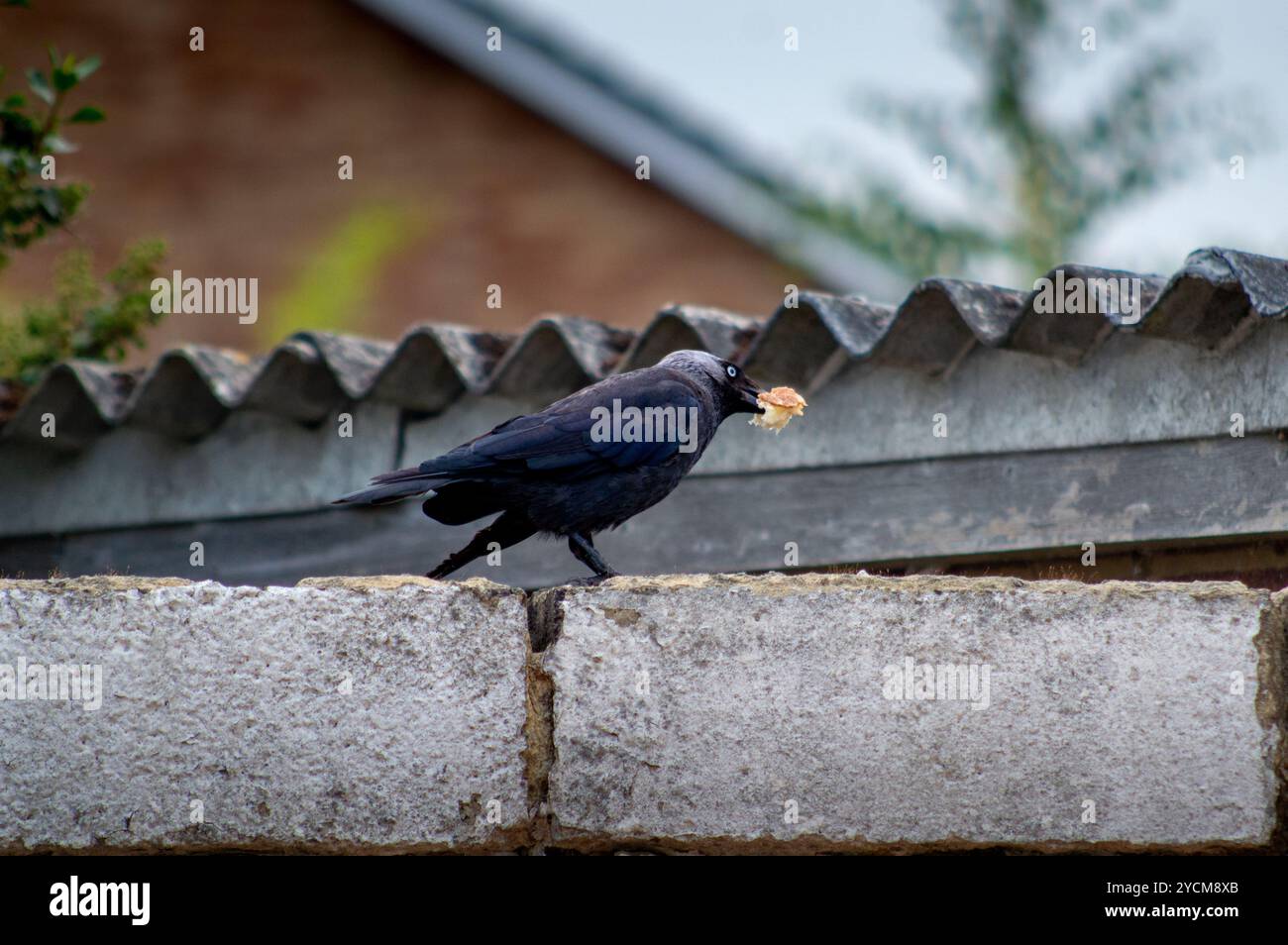 Savingthebees hi-res stock photography and images - Alamy