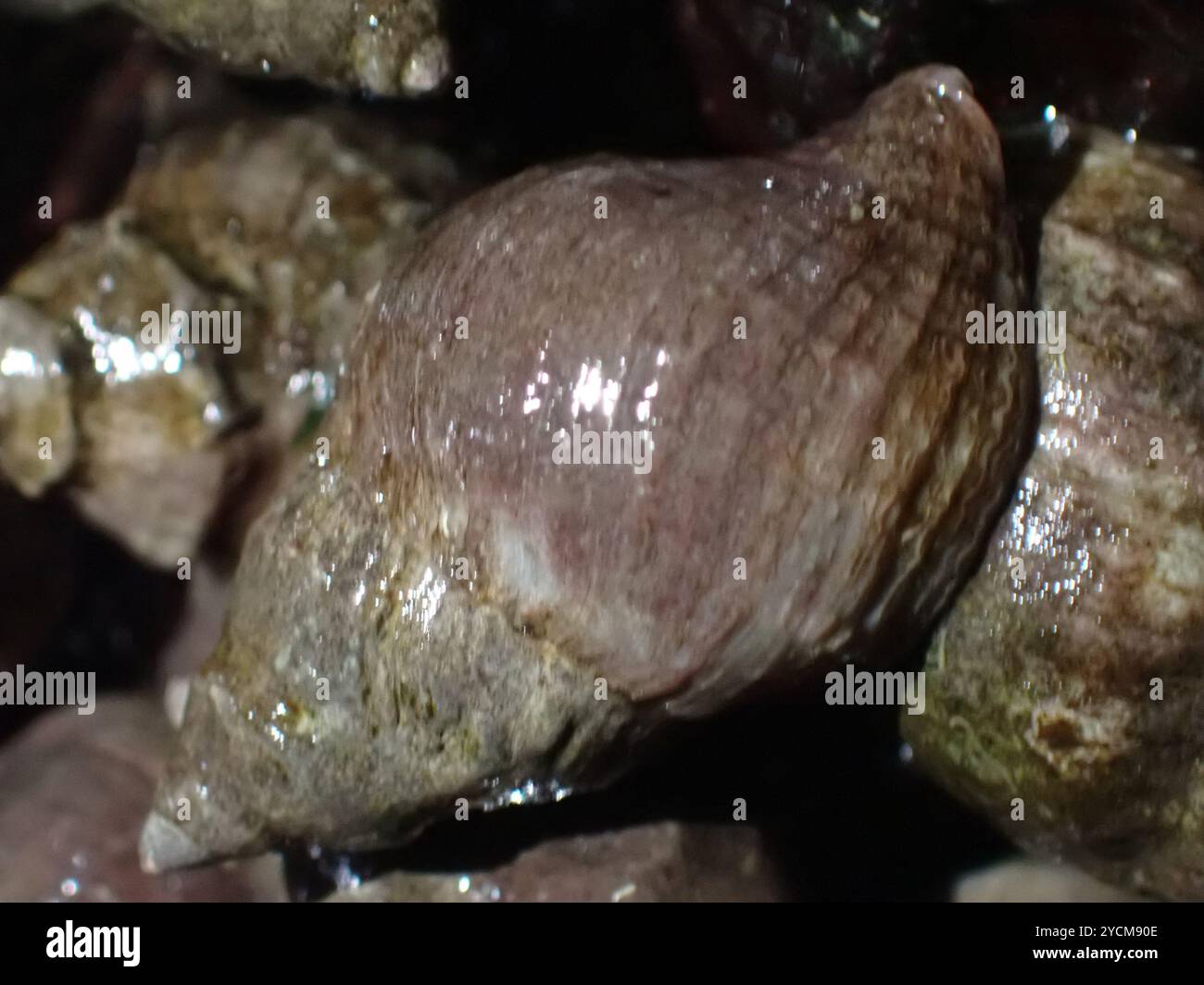 Frilled Dogwinkle (Nucella lamellosa) Mollusca Stock Photo - Alamy