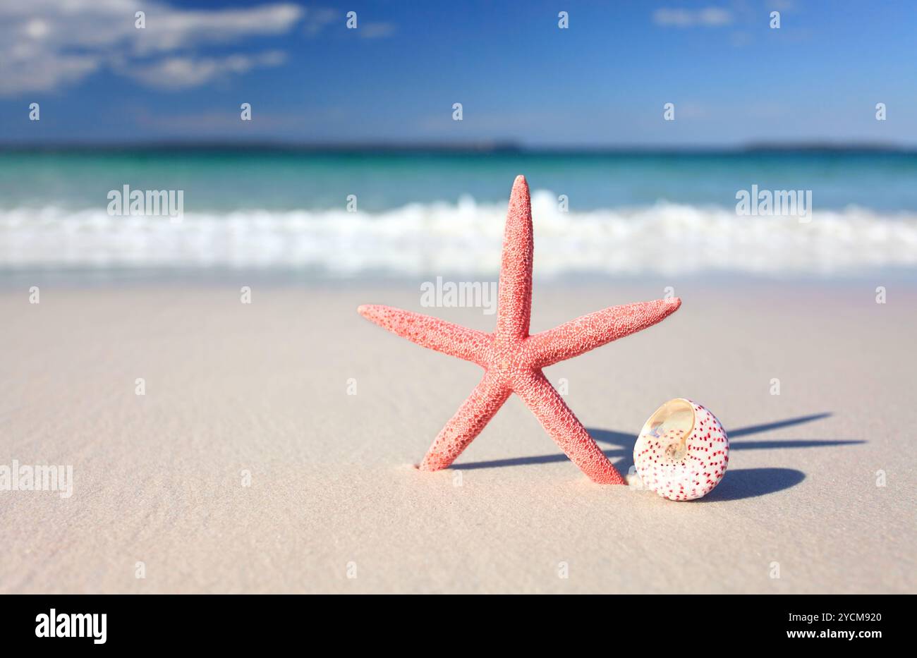 Sea star starfish australia hi-res stock photography and images - Alamy