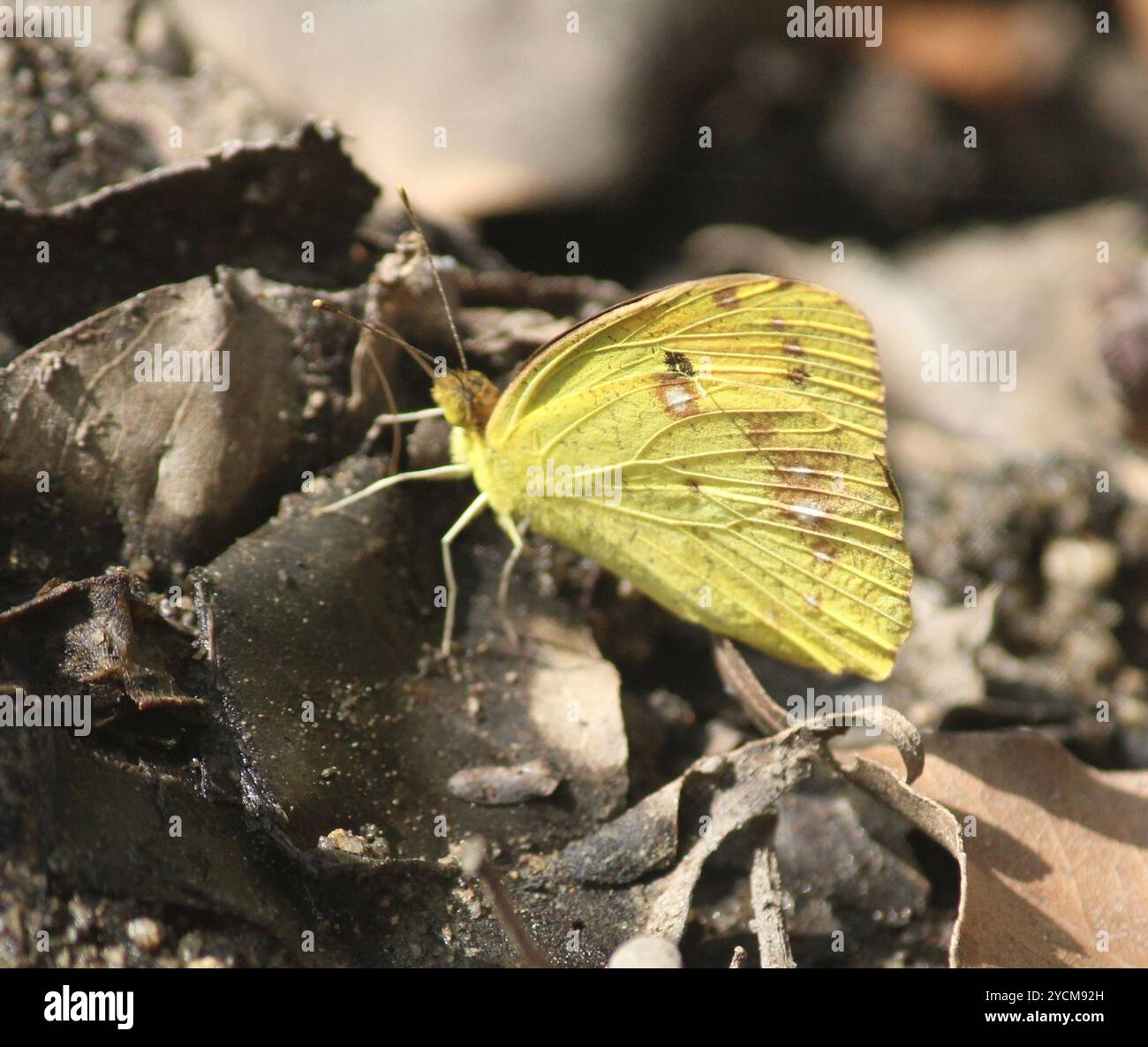 Ixias pyrene hi-res stock photography and images - Alamy