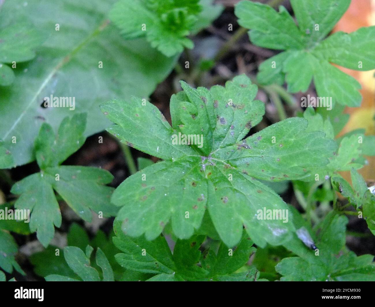 Siberian Crane's-bill (Geranium sibiricum) Plantae Stock Photo - Alamy