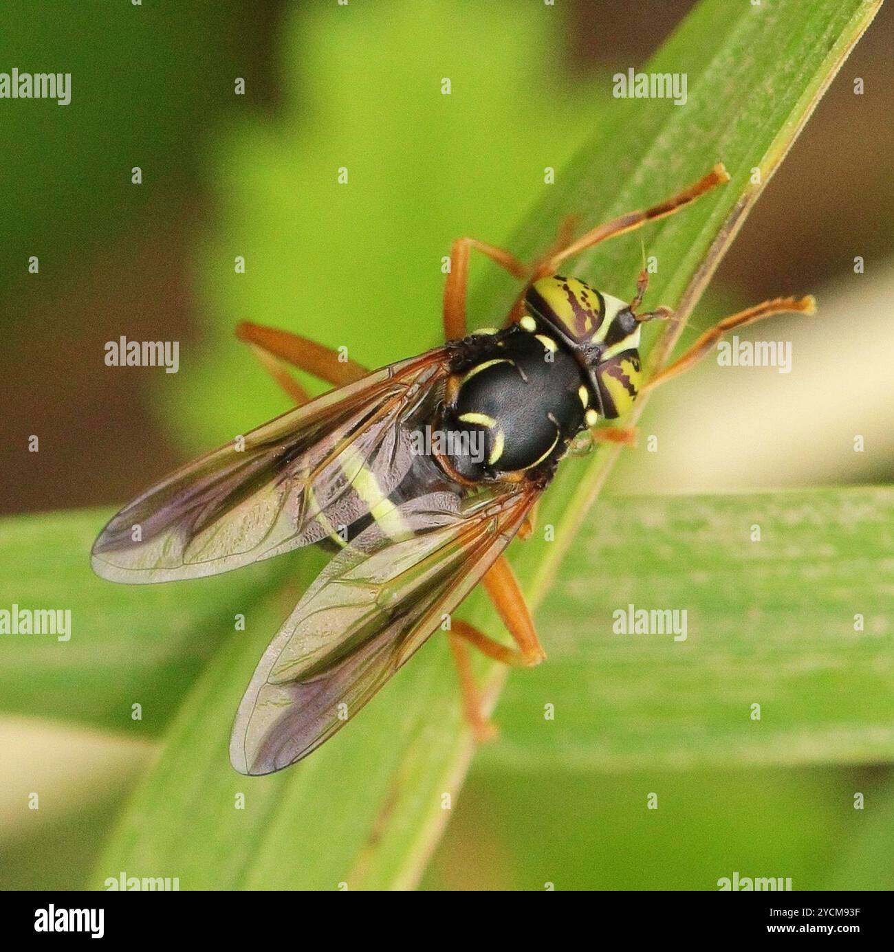 (Spilomyia diophthalma) Insecta Stock Photo - Alamy