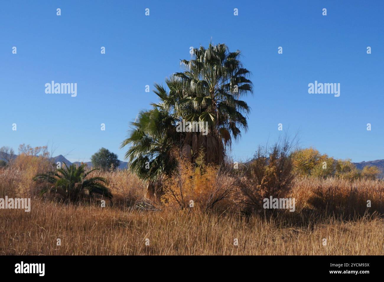(Washingtonia × filibusta) Plantae Stock Photo - Alamy