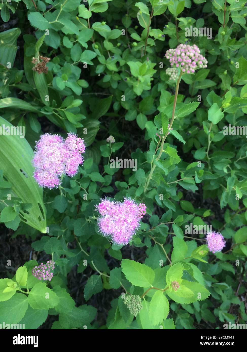 Mountain Spirea (Spiraea splendens) Plantae Stock Photo - Alamy