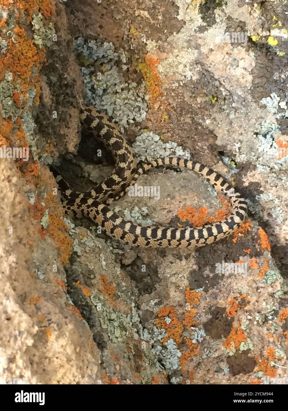 Gopher Snake (Pituophis catenifer) Reptilia Stock Photo - Alamy