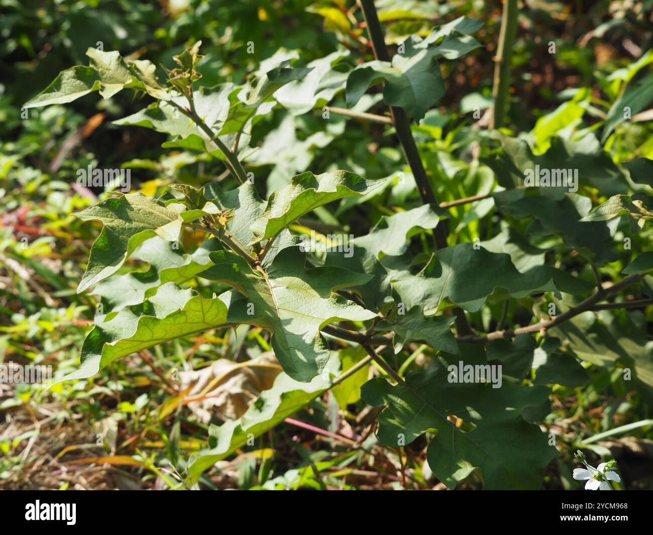 Turkey Berry (Solanum torvum) Plantae Stock Photo - Alamy