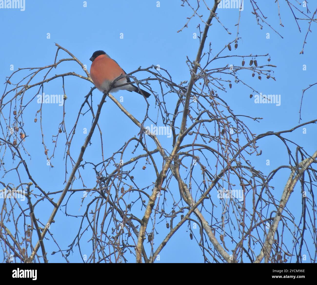 Eurasian Bullfinch (Pyrrhula pyrrhula) Aves Stock Photo - Alamy