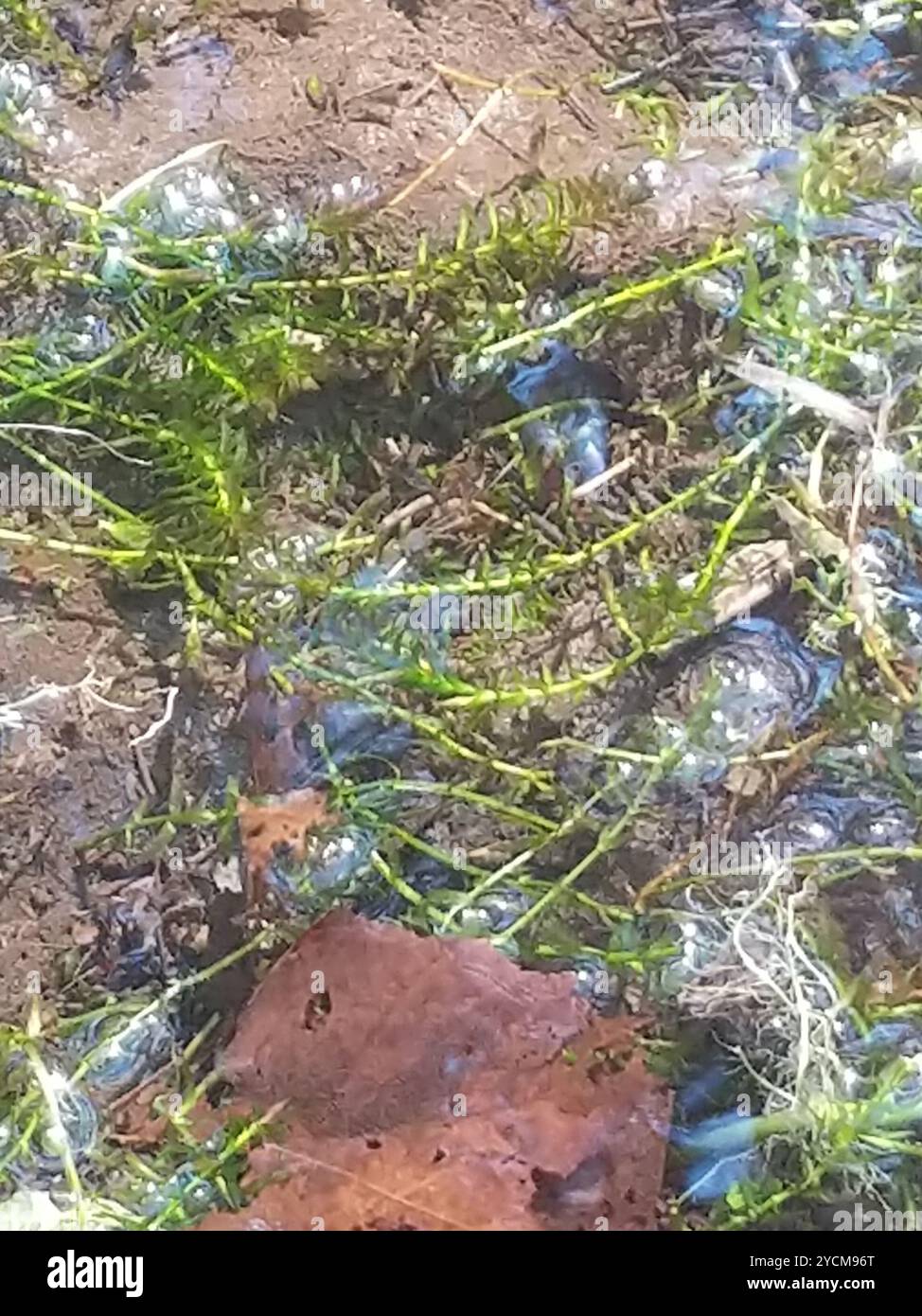 Canadian Waterweed (Elodea canadensis) Plantae Stock Photo - Alamy