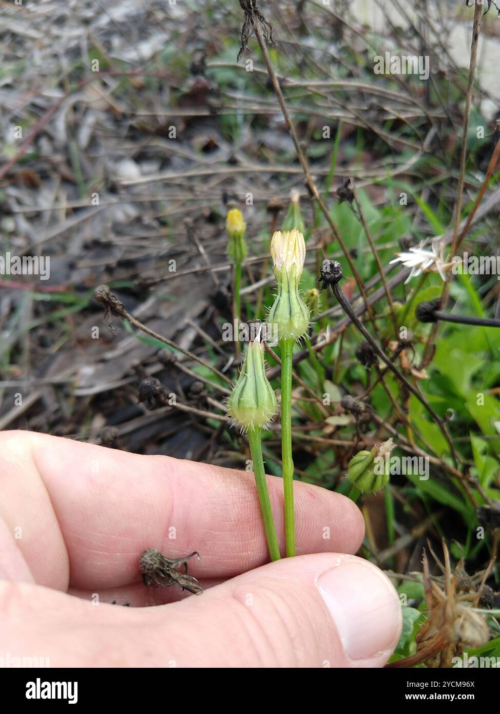False Hawkbit (Urospermum picroides) Plantae Stock Photo - Alamy