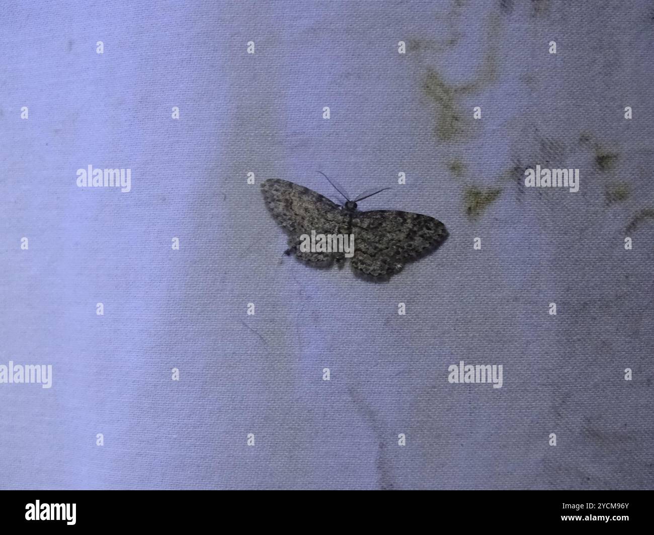 Texas Gray (Glenoides texanaria) Insecta Stock Photo - Alamy