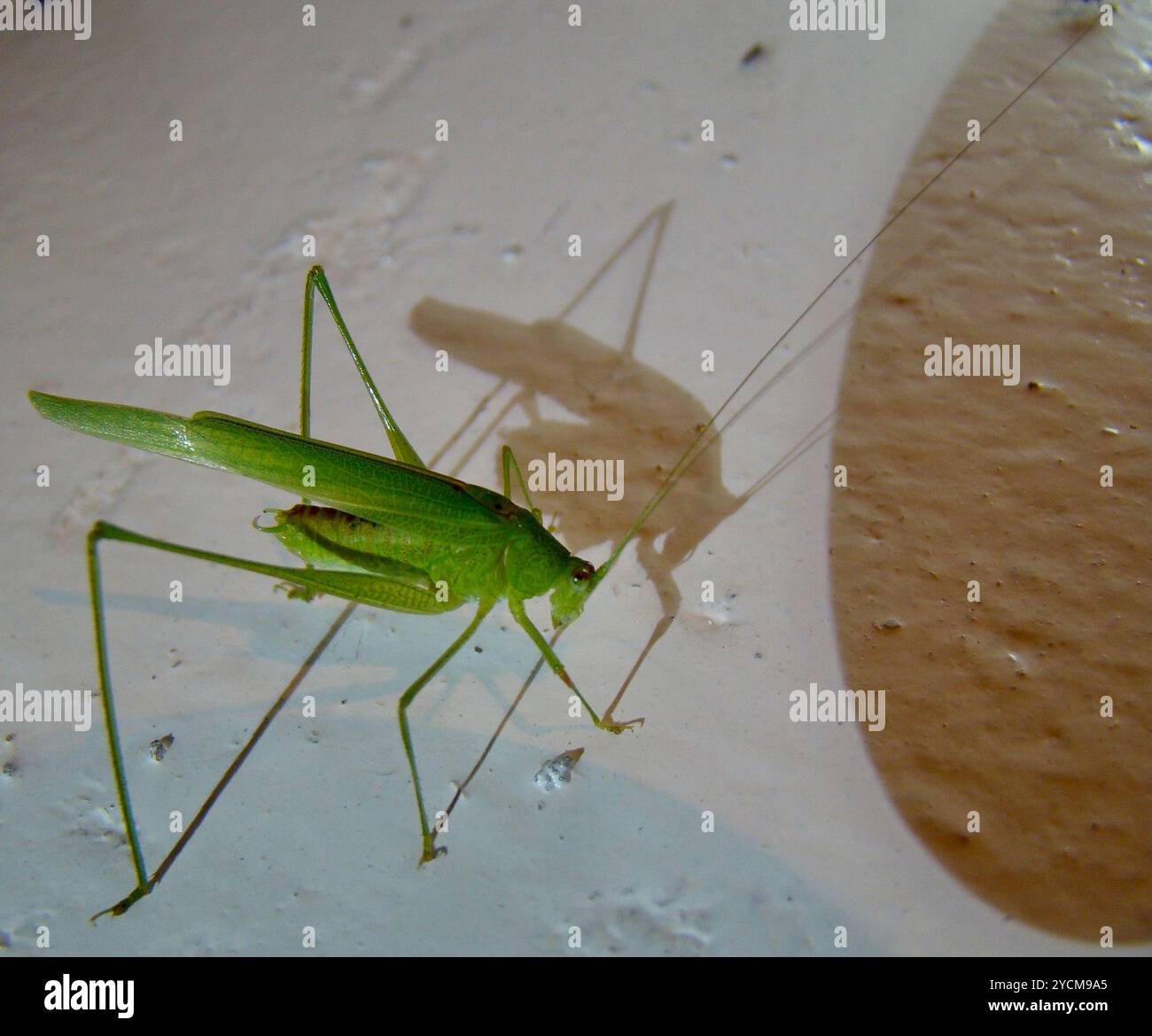 Sickle-bearing Leaf Katydid (Phaneroptera sparsa) Insecta Stock Photo ...