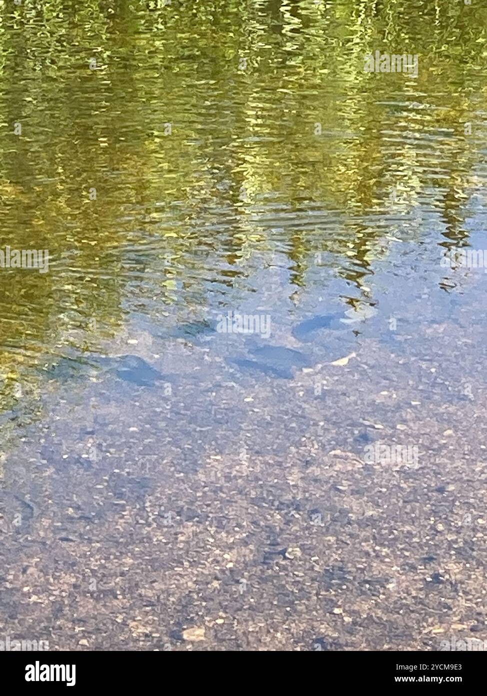 Mozambique Tilapia (Oreochromis mossambicus) Actinopterygii Stock Photo ...