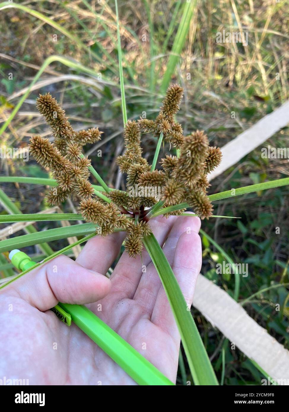 Swamp Flatsedge (Cyperus ligularis) Plantae Stock Photo - Alamy