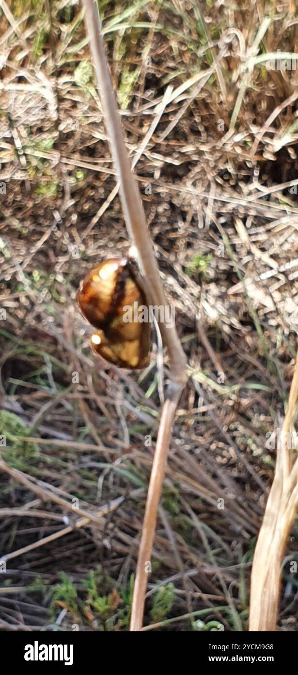 Common Crow Butterfly (Euploea core) Insecta Stock Photo - Alamy
