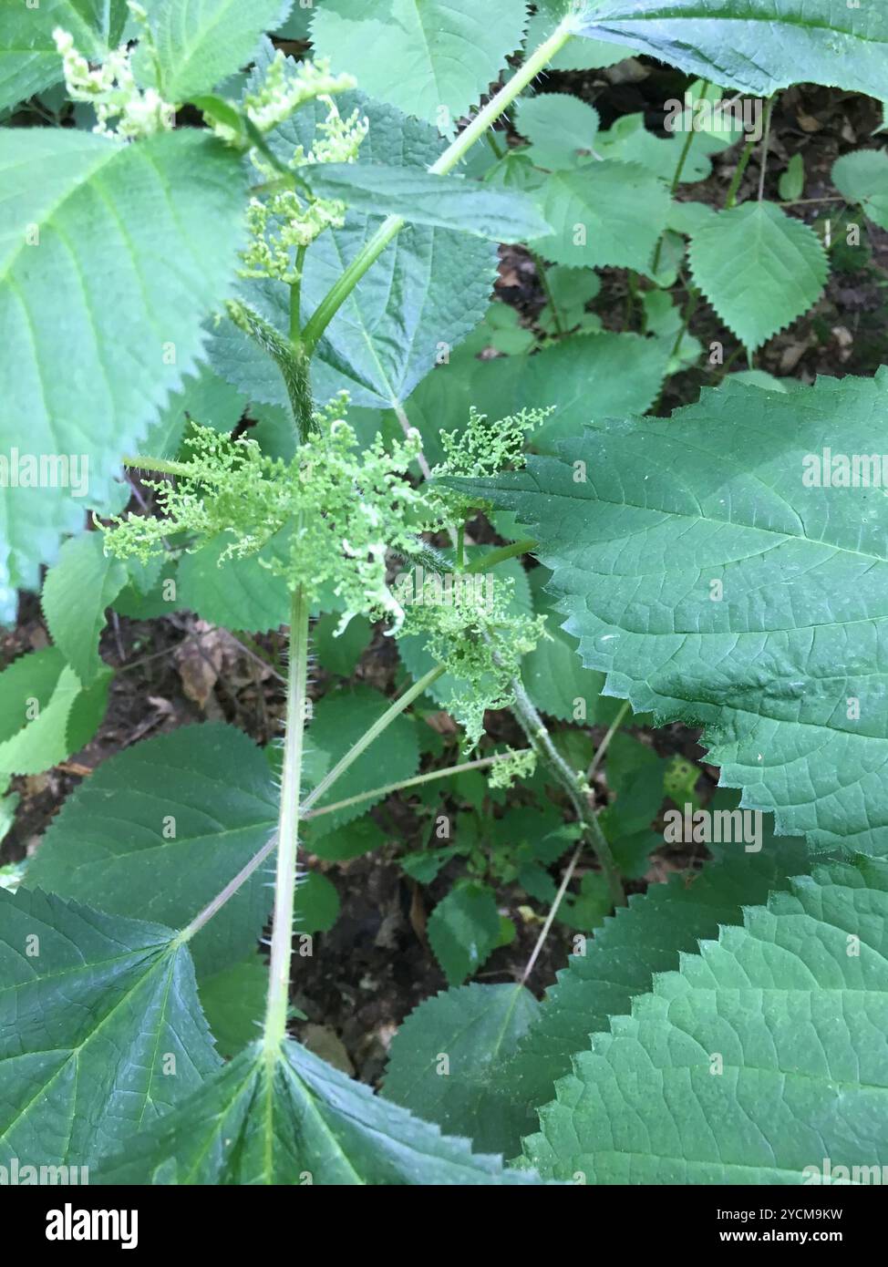 wood nettle (Laportea canadensis) Plantae Stock Photo - Alamy