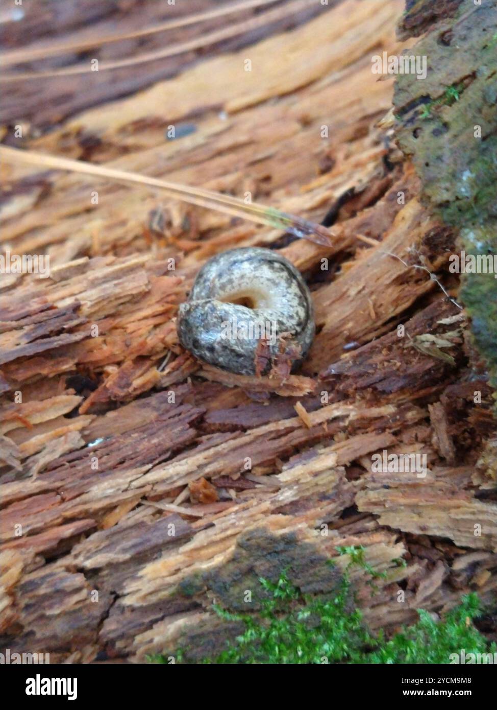 Carolina Mantleslug (Philomycus carolinianus) Mollusca Stock Photo - Alamy