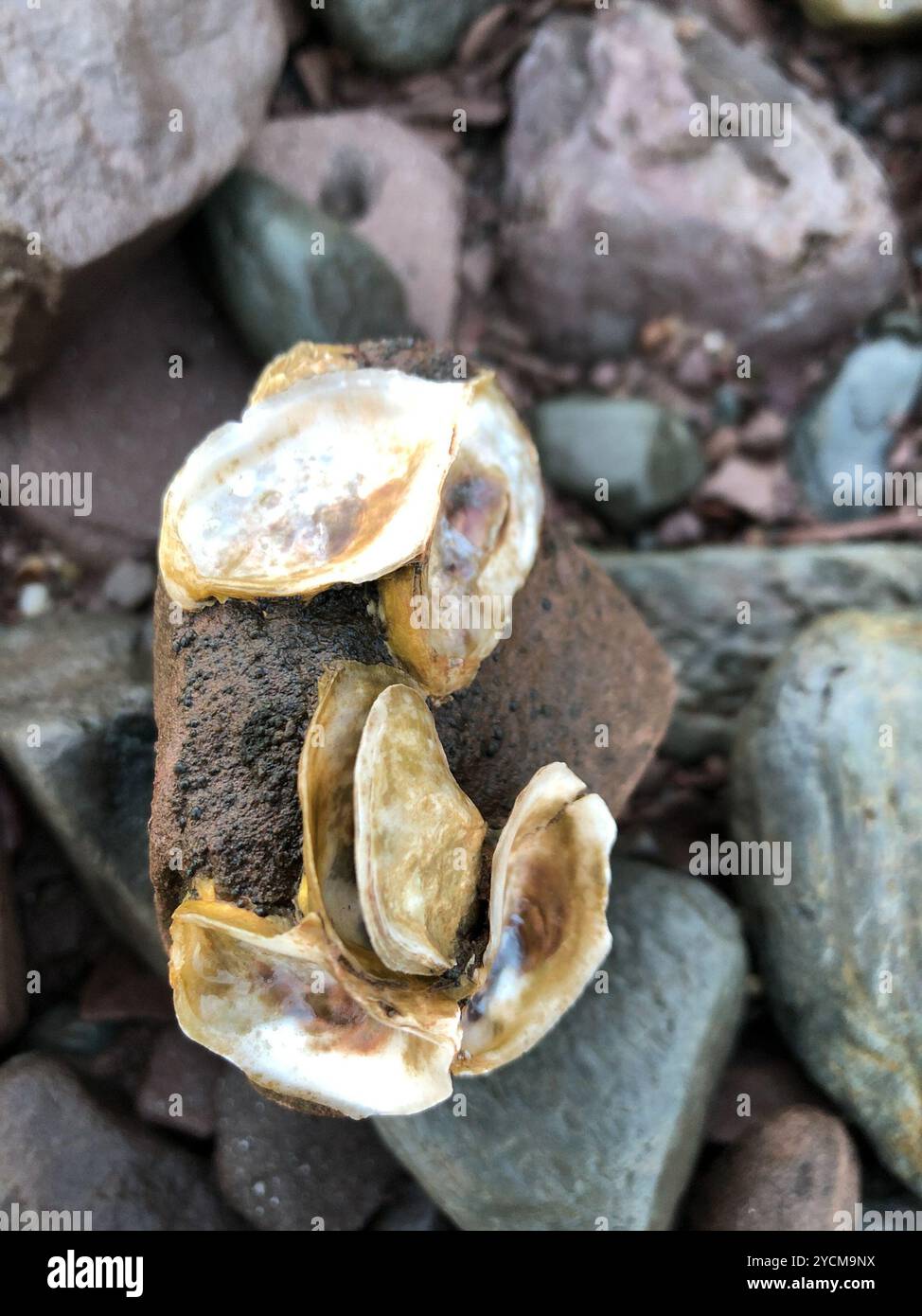Eastern Oyster (Crassostrea virginica) Mollusca Stock Photo - Alamy