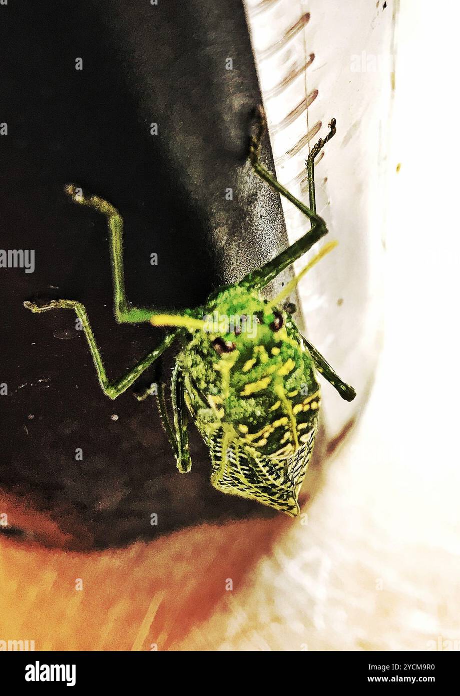 Variolosa hi-res stock photography and images - Alamy