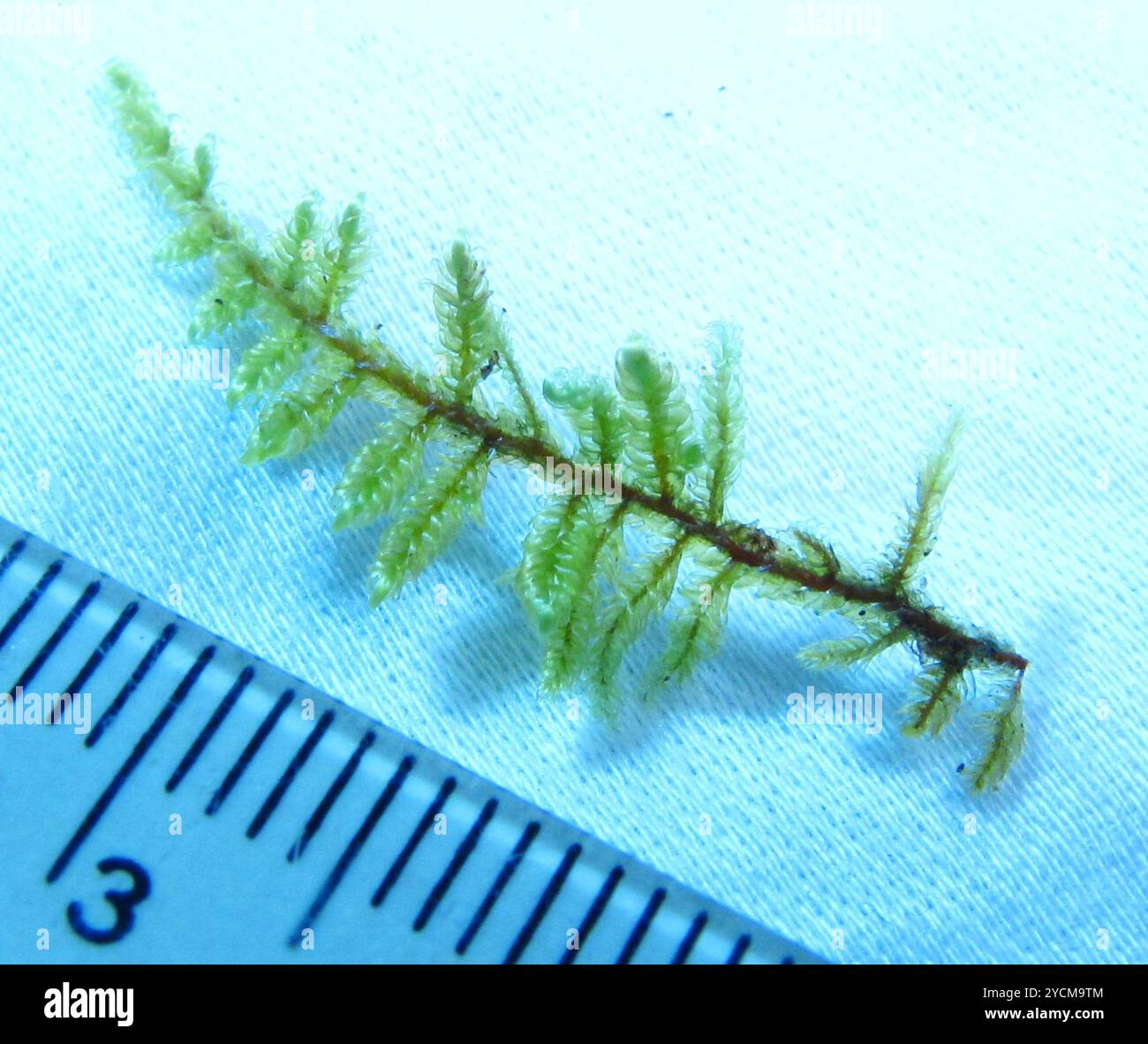 Comb-moss (Ctenidium molluscum) Plantae Stock Photo - Alamy