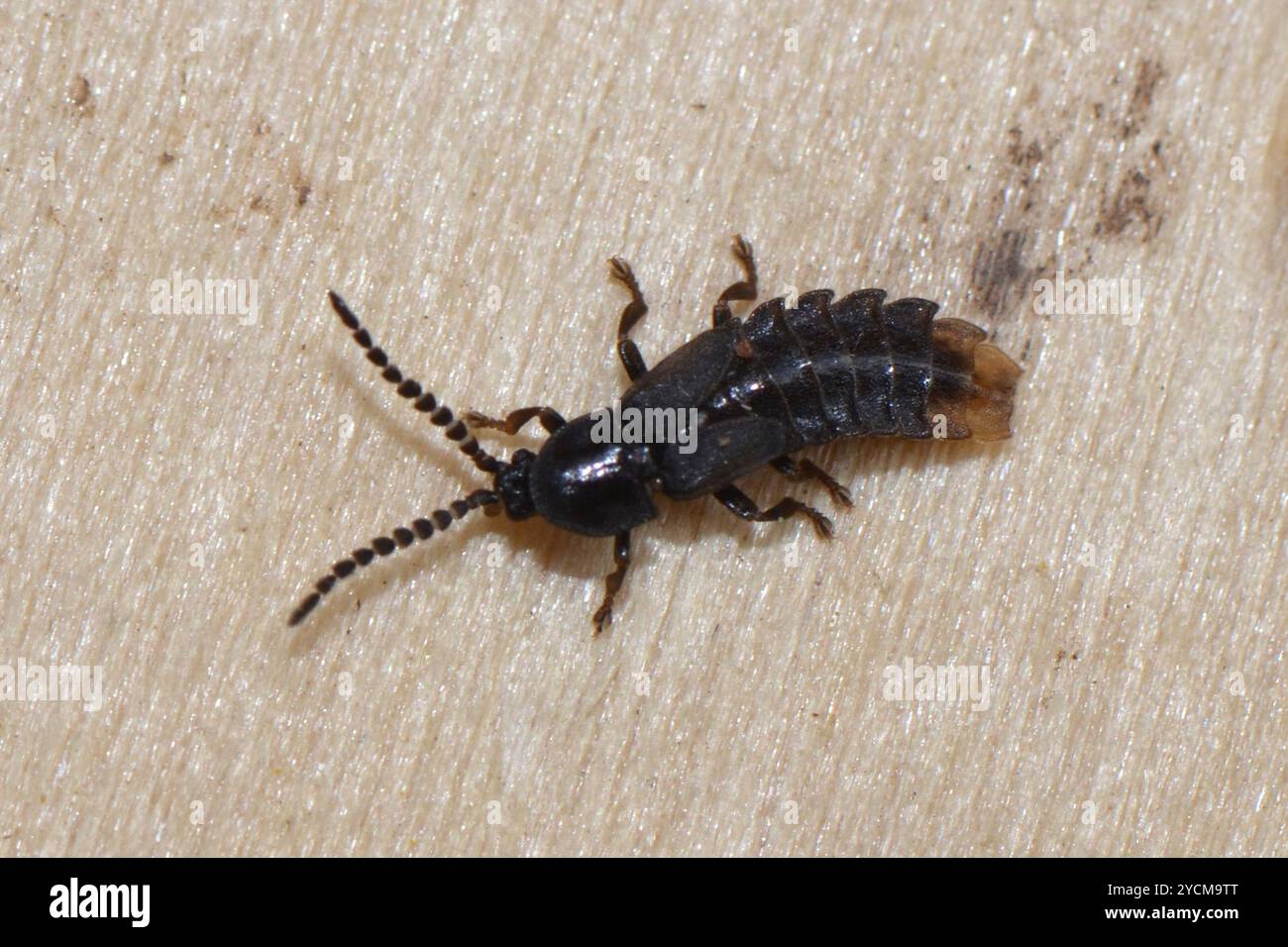 Lesser Black Glow-worm (Phosphaenus hemipterus) Insecta Stock Photo - Alamy