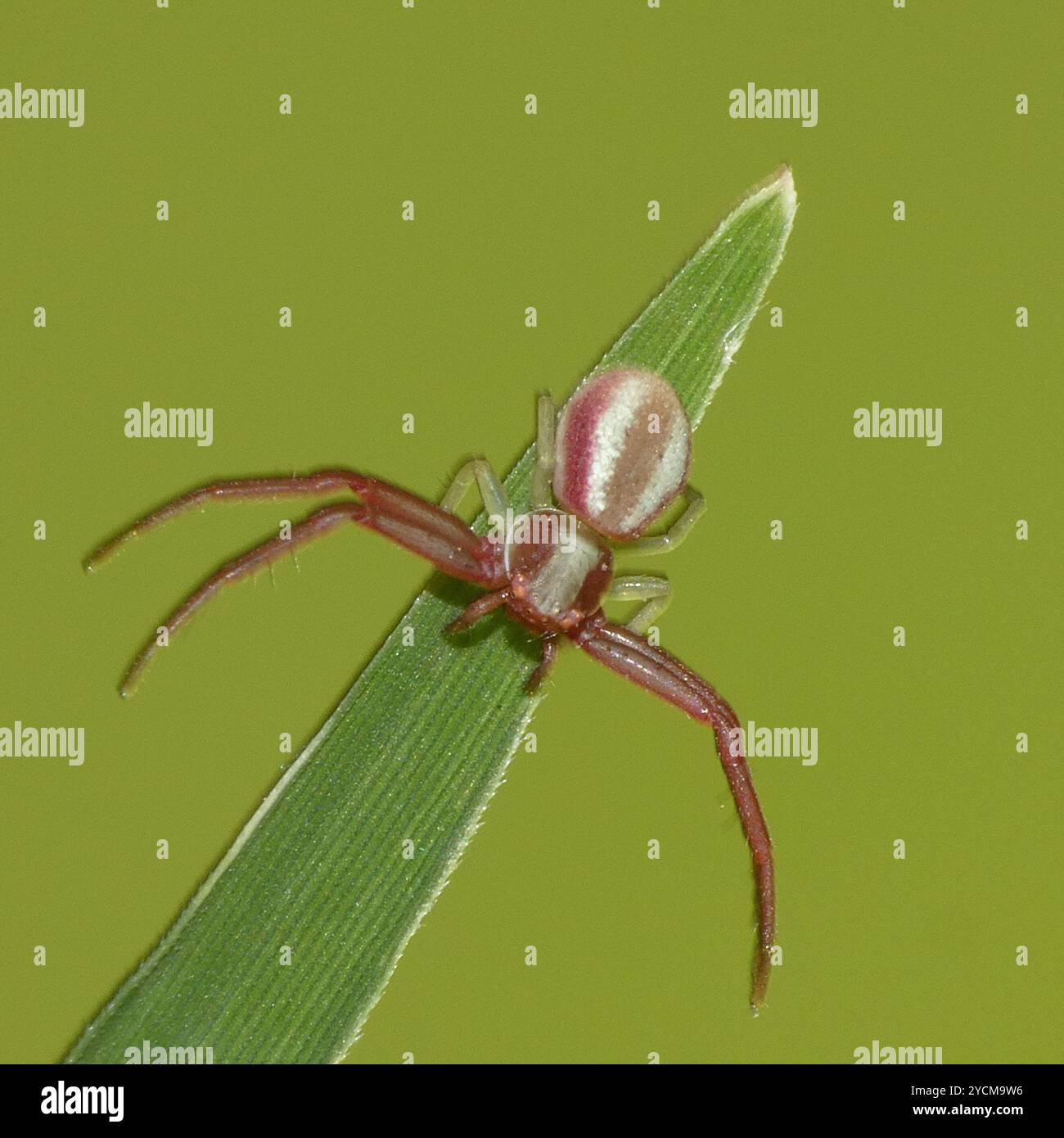 Rosy-banded crab spider (Misumenops rubrodecoratus) Arachnida Stock ...
