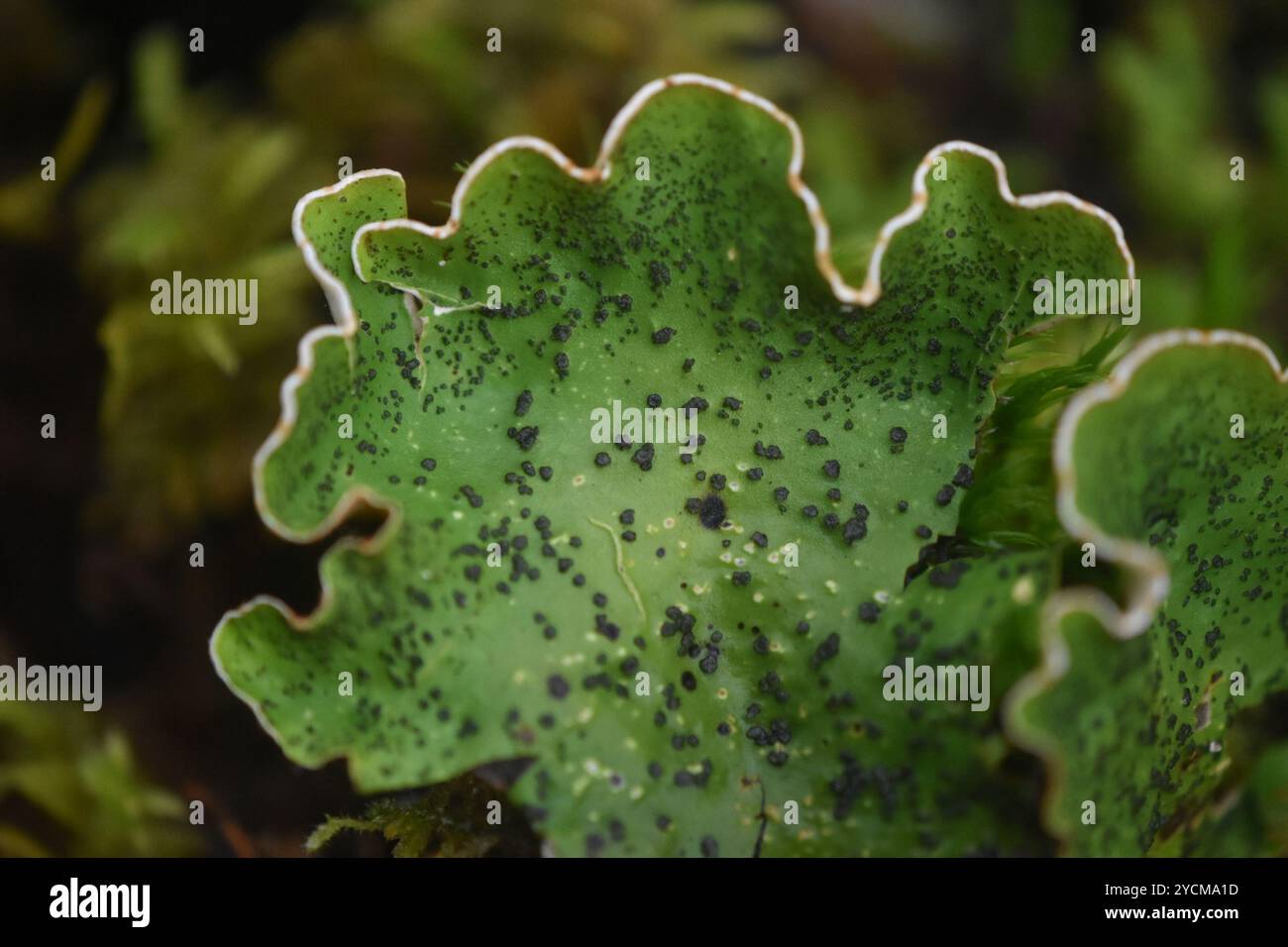 freckled pelt lichen (Peltigera aphthosa) Fungi Stock Photo - Alamy
