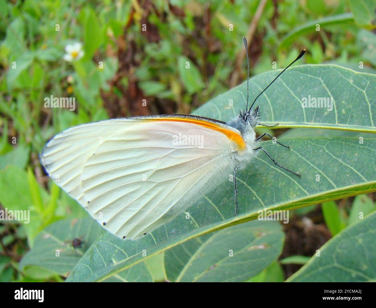 Magamba hi-res stock photography and images - Alamy