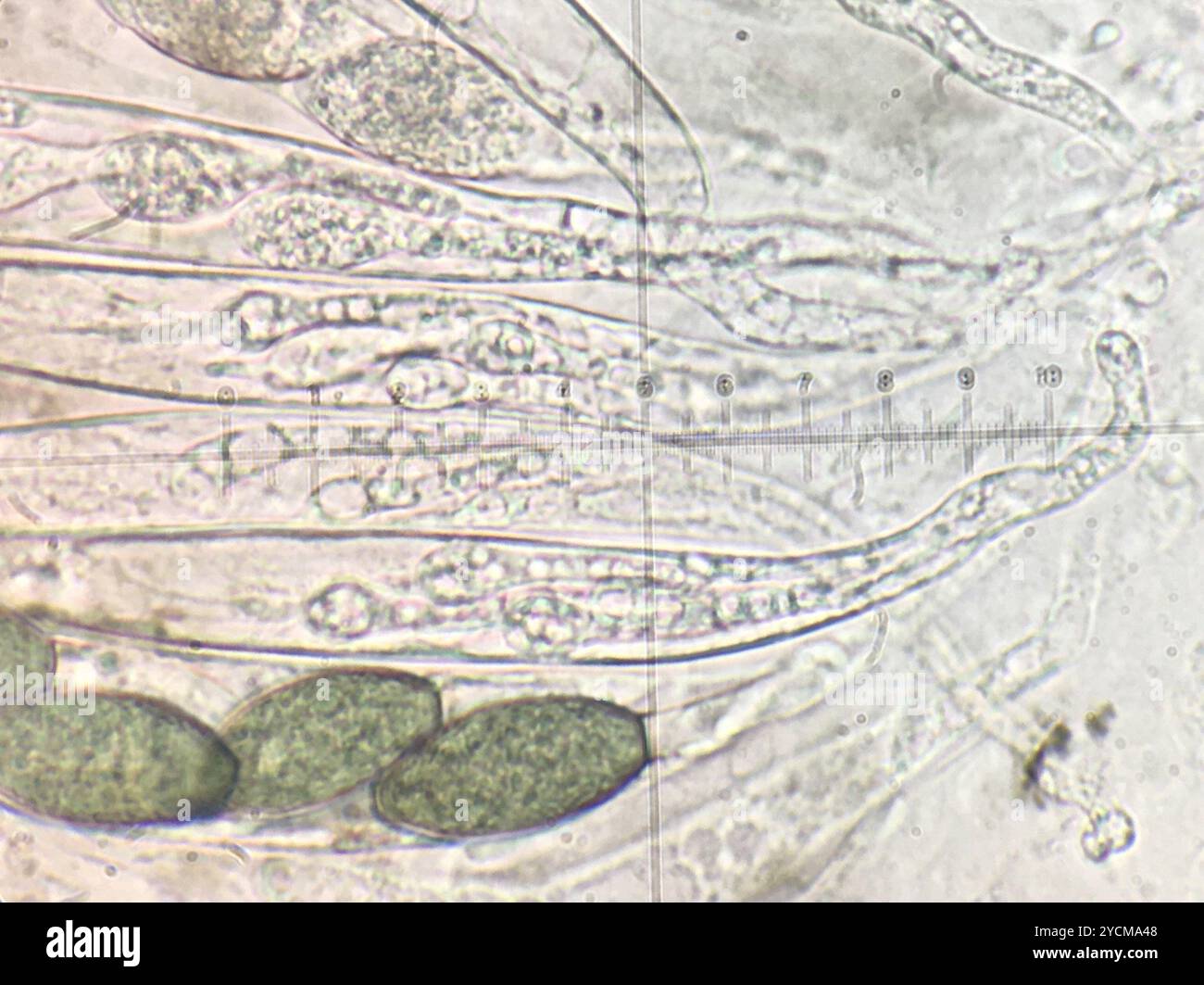 Podospora anserina hi-res stock photography and images - Alamy