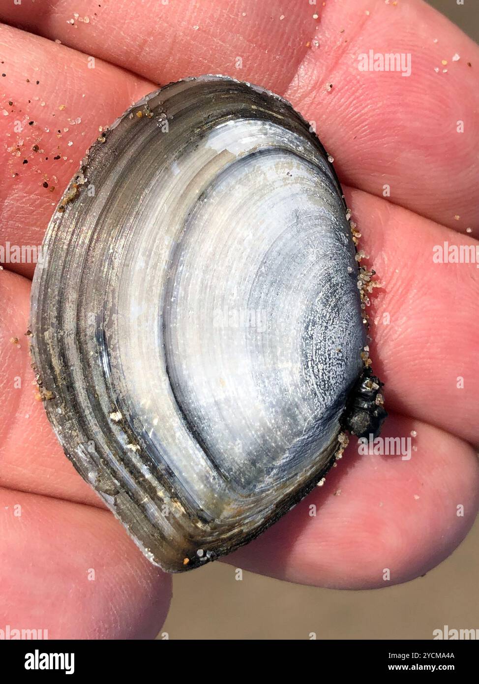 White Macoma (Rexithaerus secta) Mollusca Stock Photo - Alamy