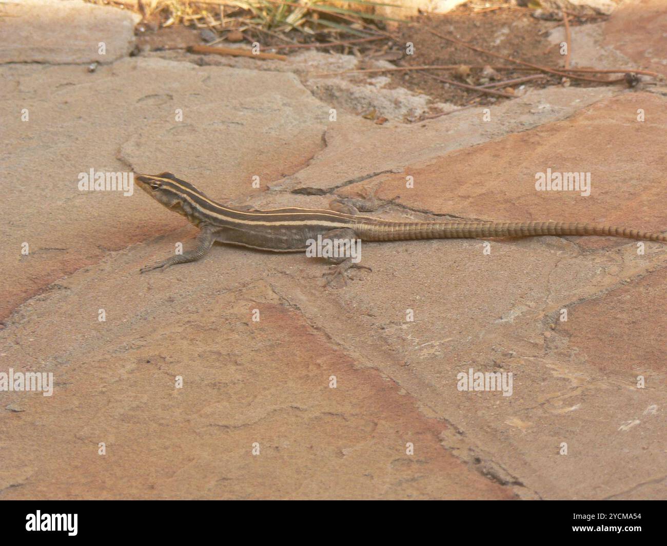 Zimbabwe Flat Lizard (Platysaurus intermedius rhodesianus) Reptilia ...