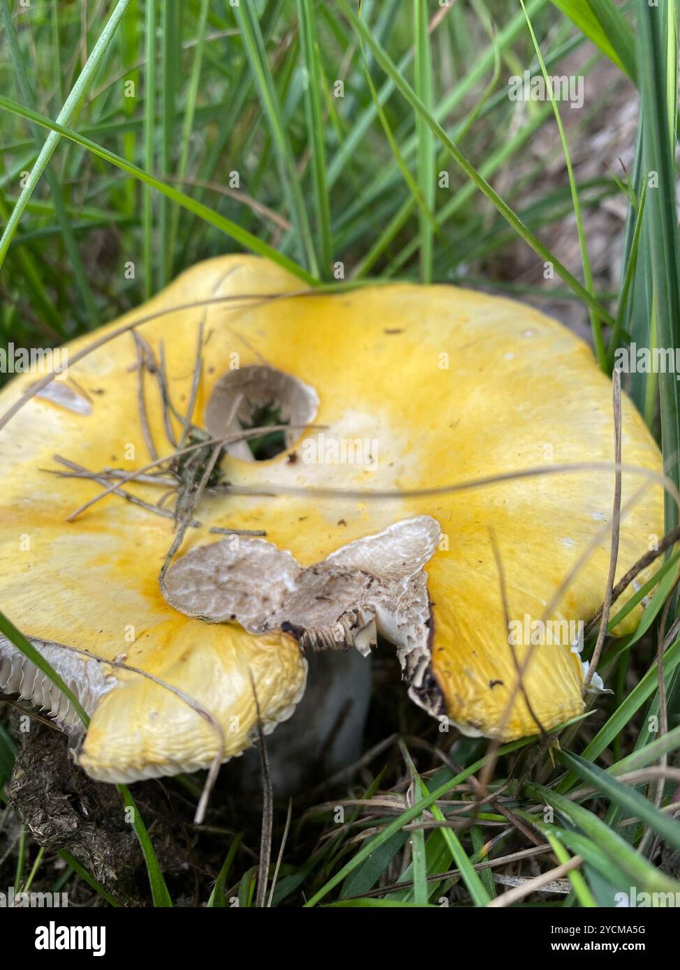 Yellow Swamp Brittlegill (Russula claroflava) Fungi Stock Photo - Alamy