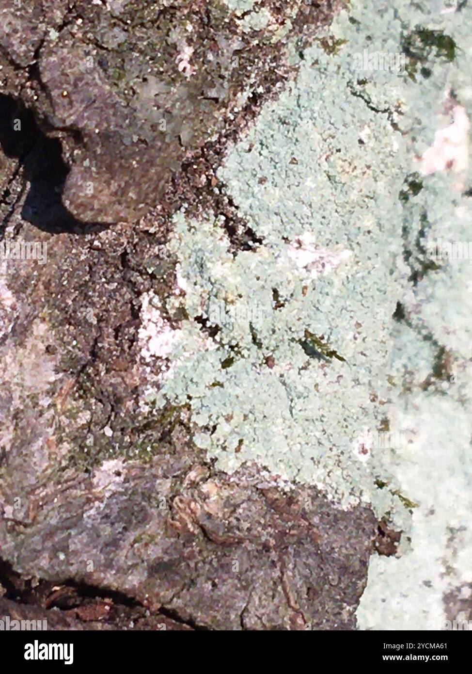 Fluffy Dust Lichen (Lepraria finkii) Fungi Stock Photo - Alamy