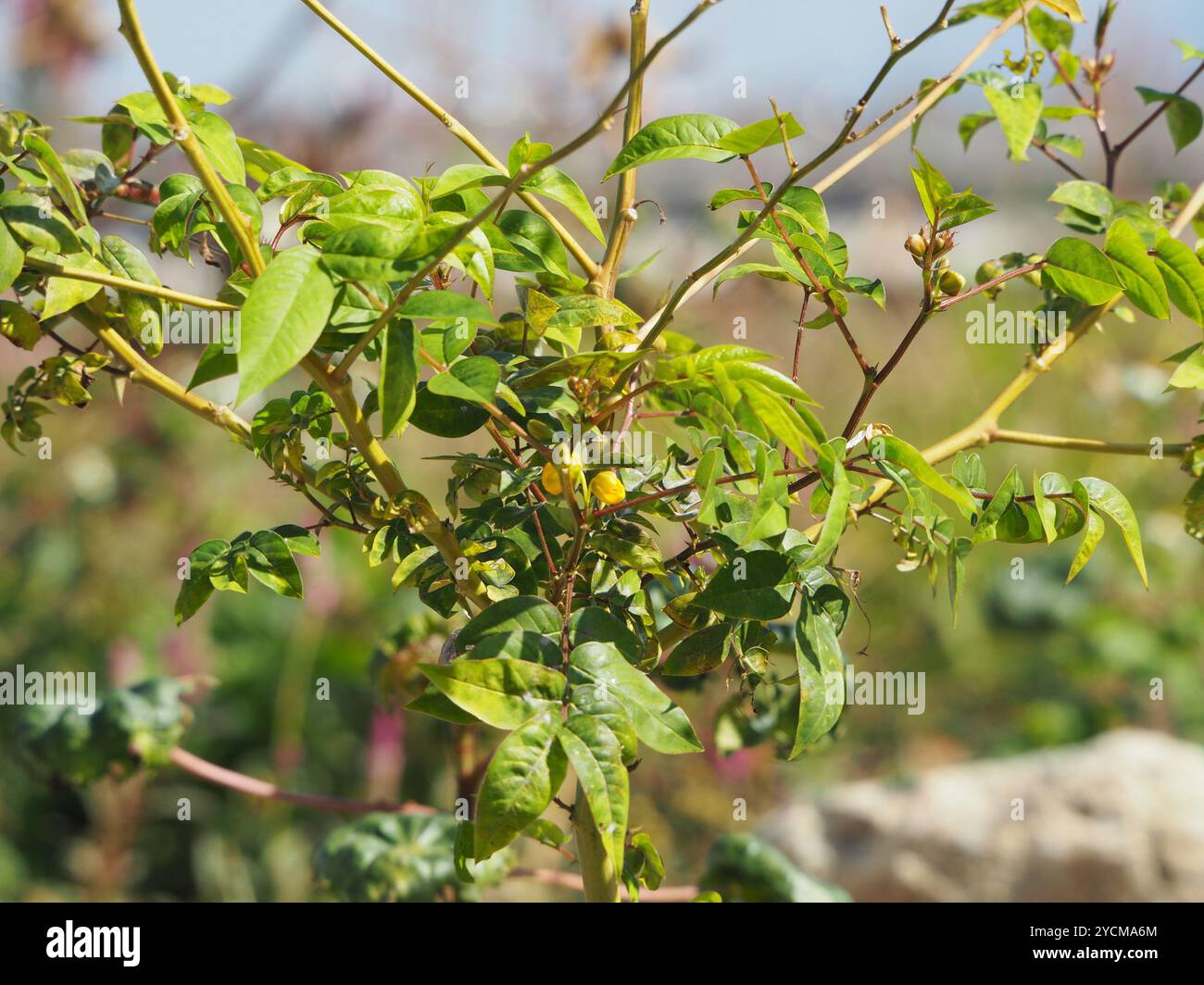 Coffee Senna (Senna occidentalis) Plantae Stock Photo - Alamy