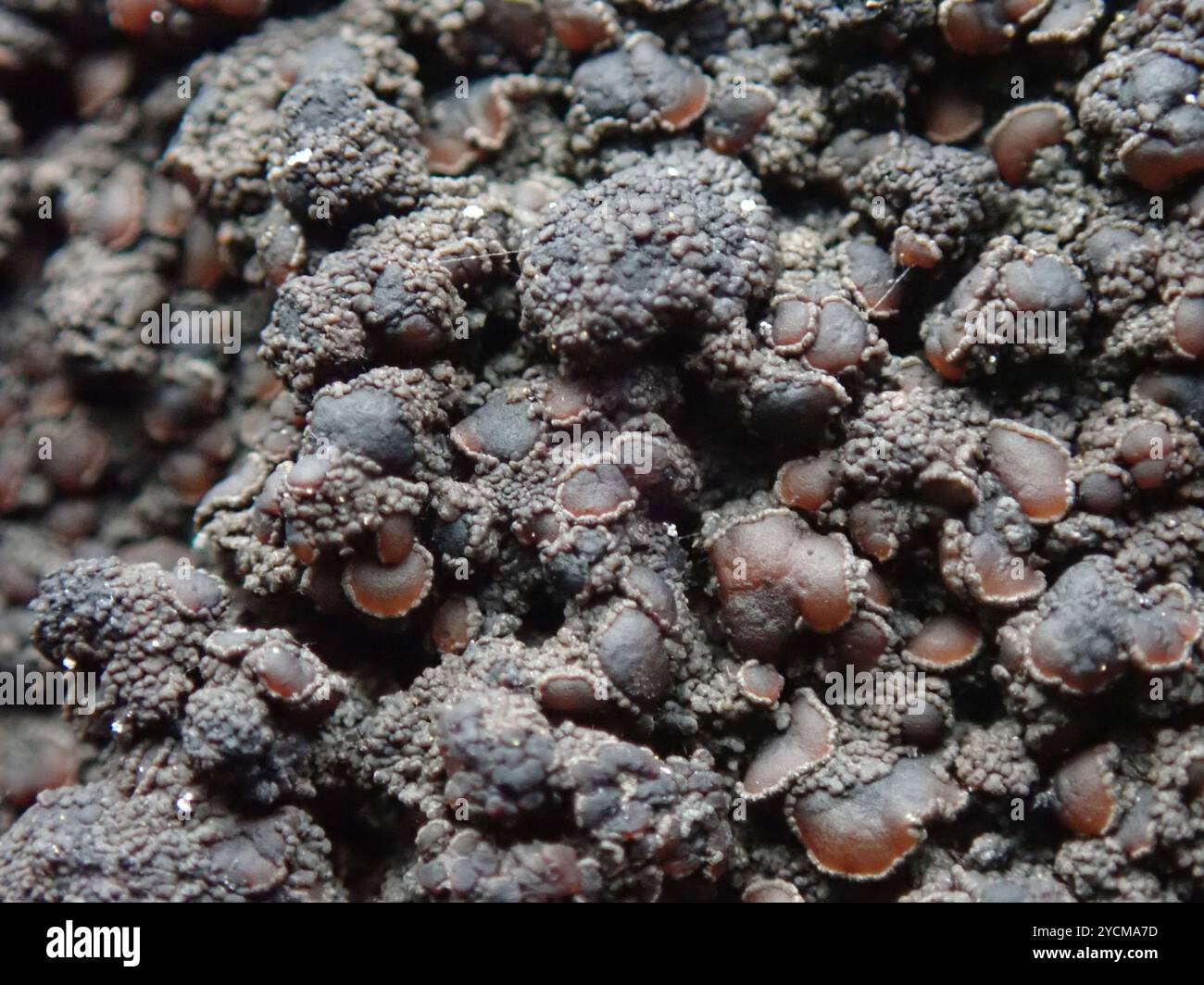 Brown-gray Moss-shingle Lichen (Protopannaria pezizoides) Fungi Stock ...