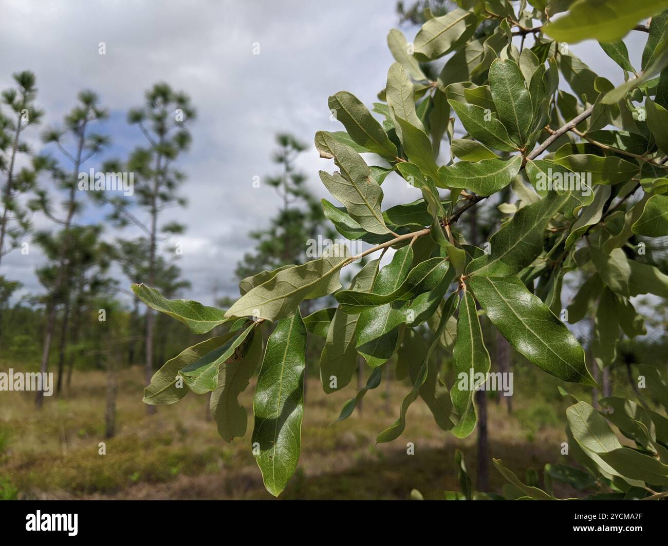 bluejack oak (Quercus incana) Plantae Stock Photo - Alamy