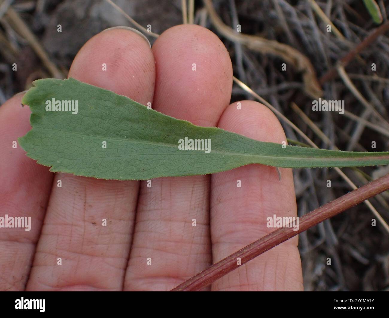 Sticky Goldenrod (Solidago simplex) Plantae Stock Photo - Alamy