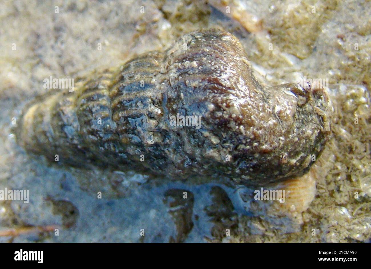 Cerithidea hi-res stock photography and images - Alamy