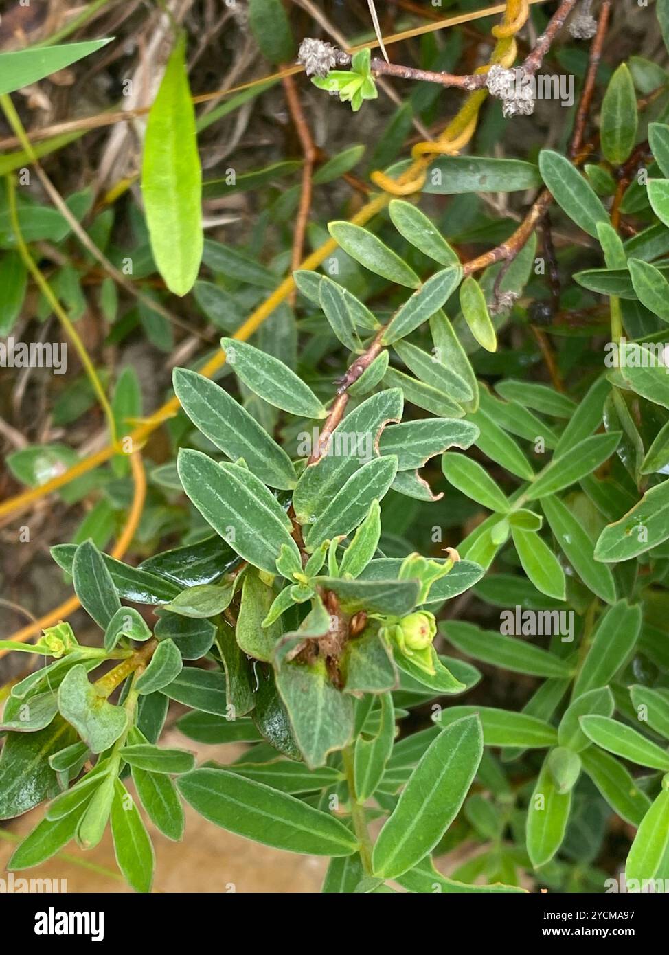 Queen of the Bush (Pimelea linifolia) Plantae Stock Photo - Alamy