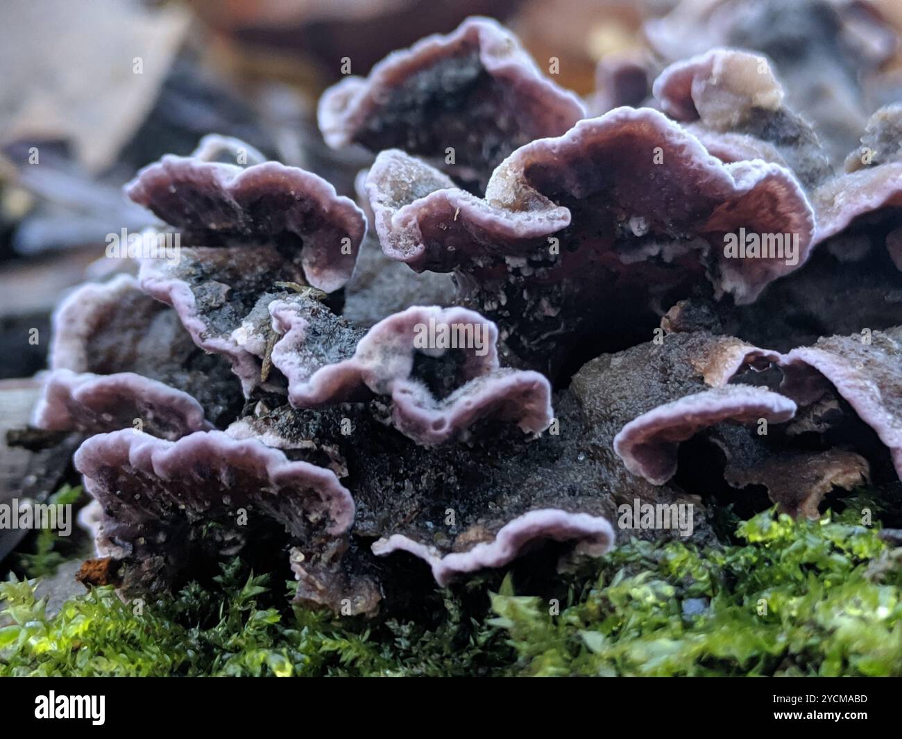 Silverleaf Fungus (Chondrostereum purpureum) Fungi Stock Photo - Alamy
